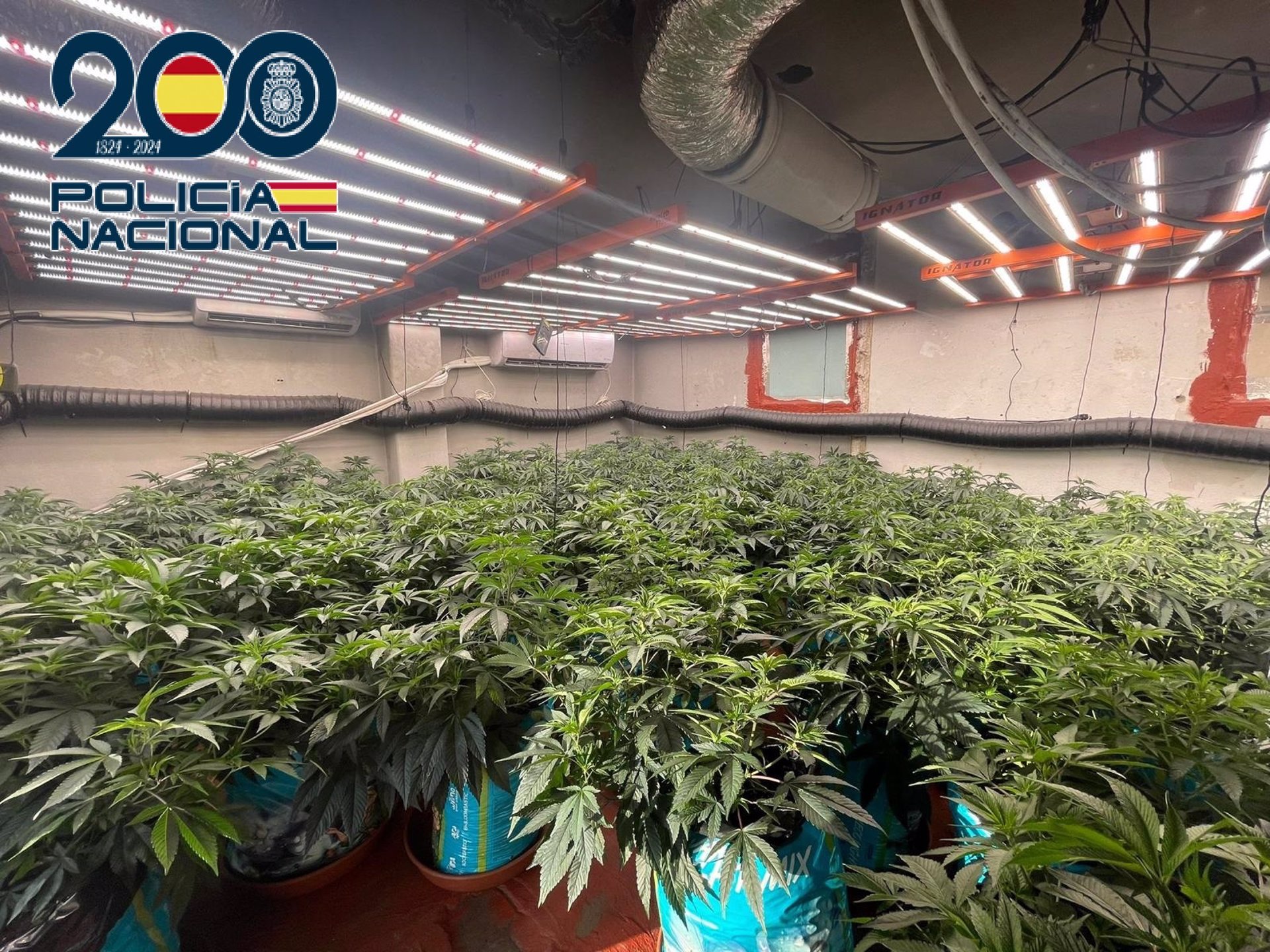 Detenidos con un cultivo de 70 plantas de marihuana en un piso de Jerez descubierto por el ...